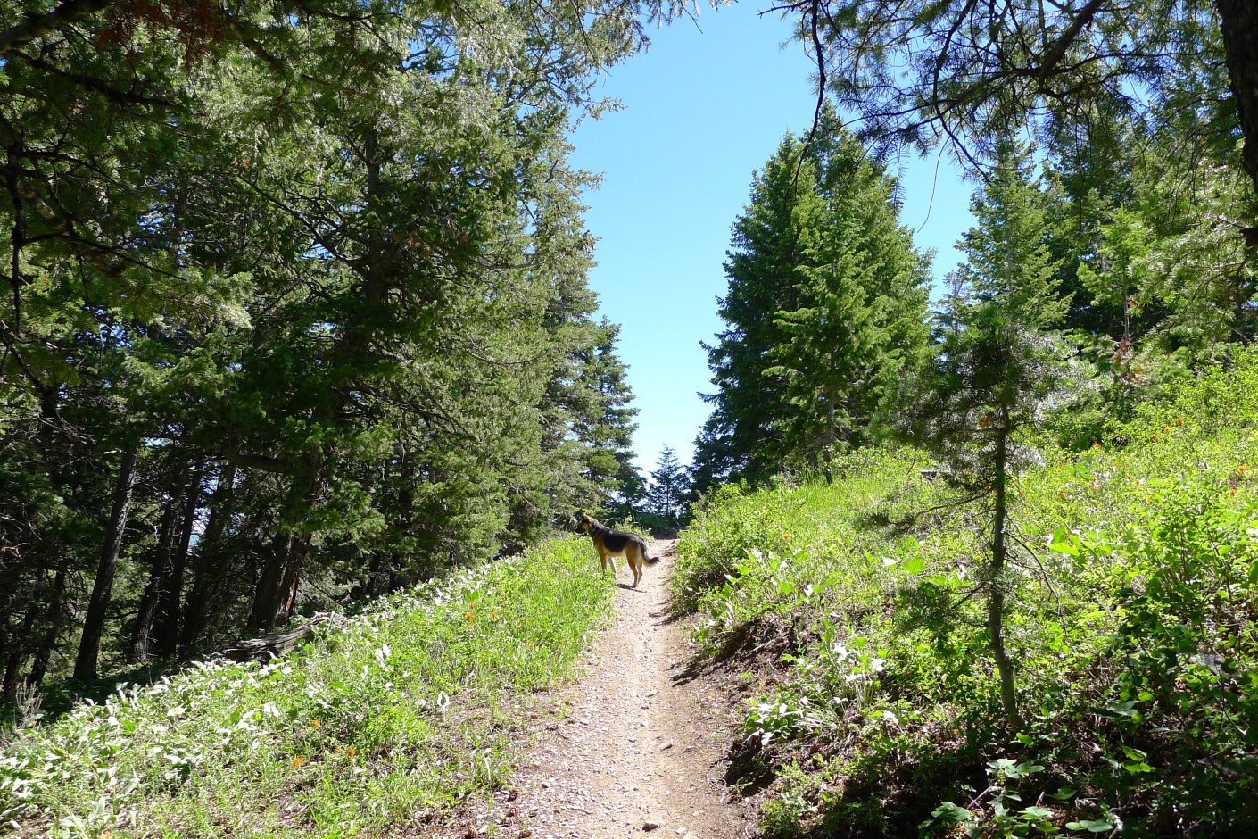 July wildflowers: Road to Wos Loop – the usual bliss