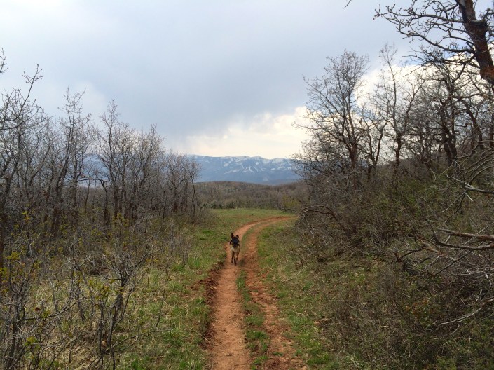 Lewis Park Nature Preserve – the usual bliss