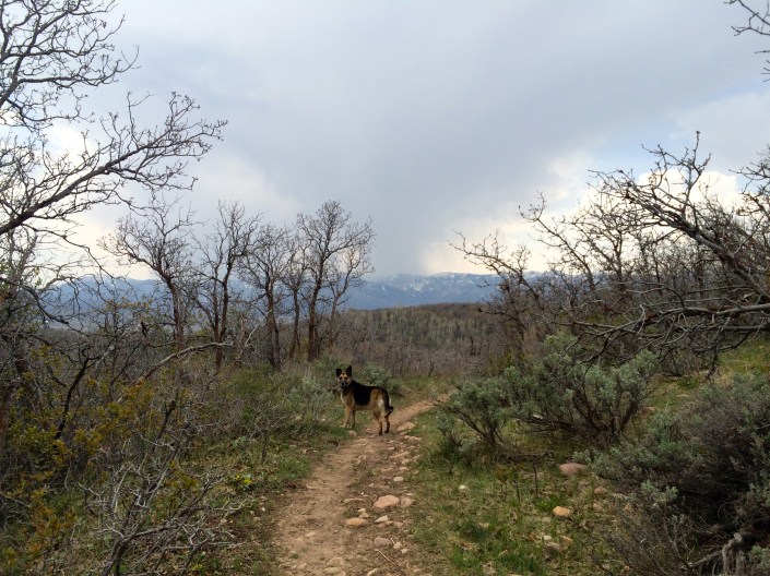 Lewis Park Nature Preserve – the usual bliss