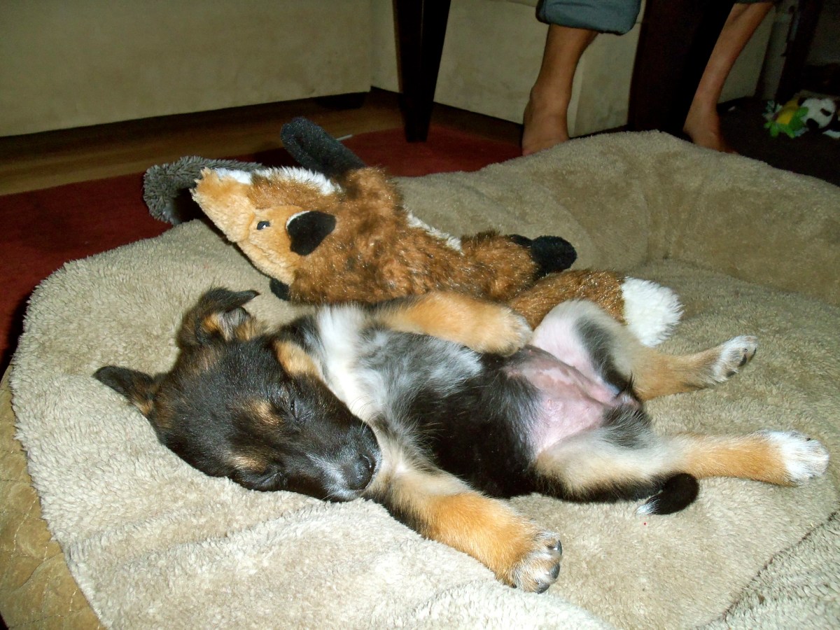 Power-napper. – the usual bliss