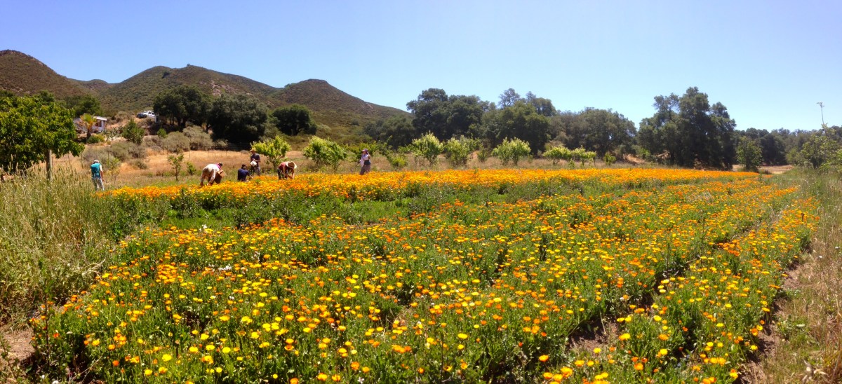 A magical weekend on the farm. – the usual bliss