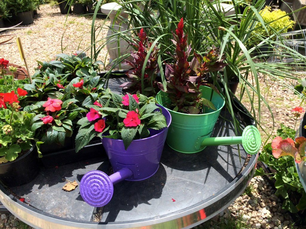 Homegrown: Garden 2015 – the usual bliss