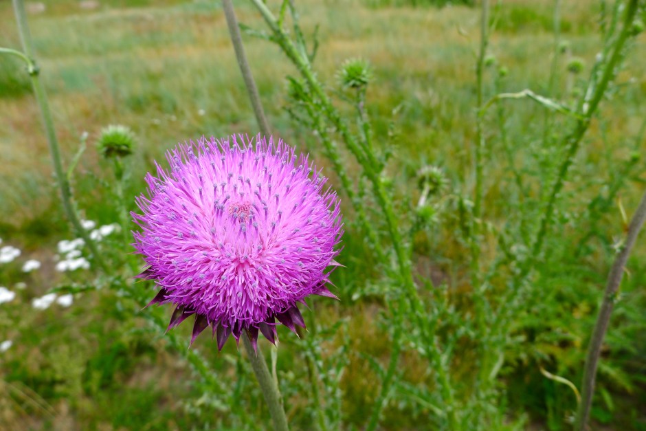 Surprise…Colorado style! – the usual bliss