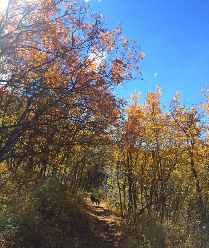Two Autumn Hikes – the usual bliss