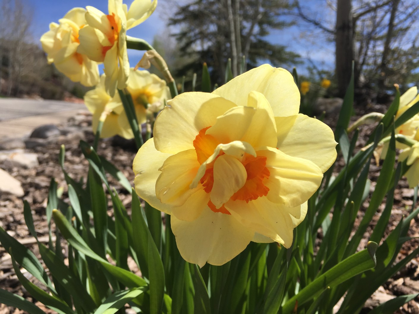 Bliss Bits 5/26/2016 – the usual bliss